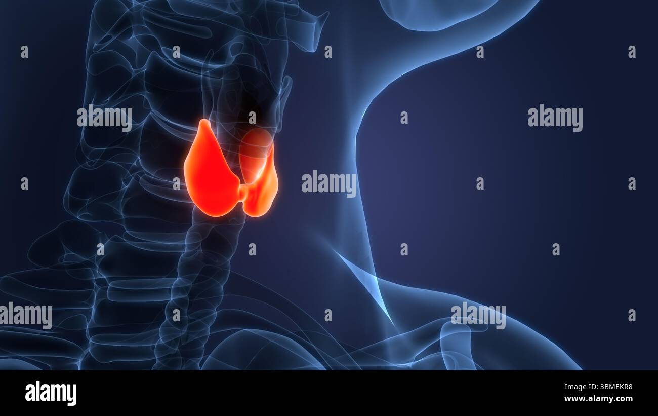 Human Body Glands Thyroid Gland Anatomy Stock Photo - Alamy