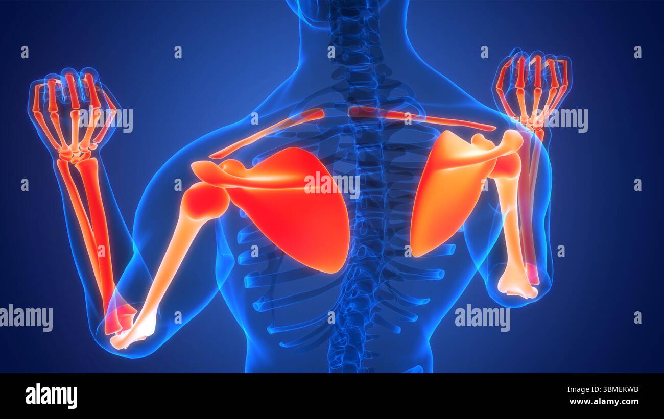 Human Skeleton System Upper Limb Bone Joints Anatomy Stock Photo - Alamy