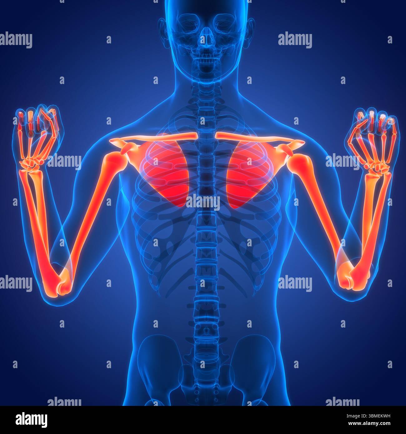 Human Skeleton System Upper Limb Bone Joints Anatomy Stock Photo - Alamy