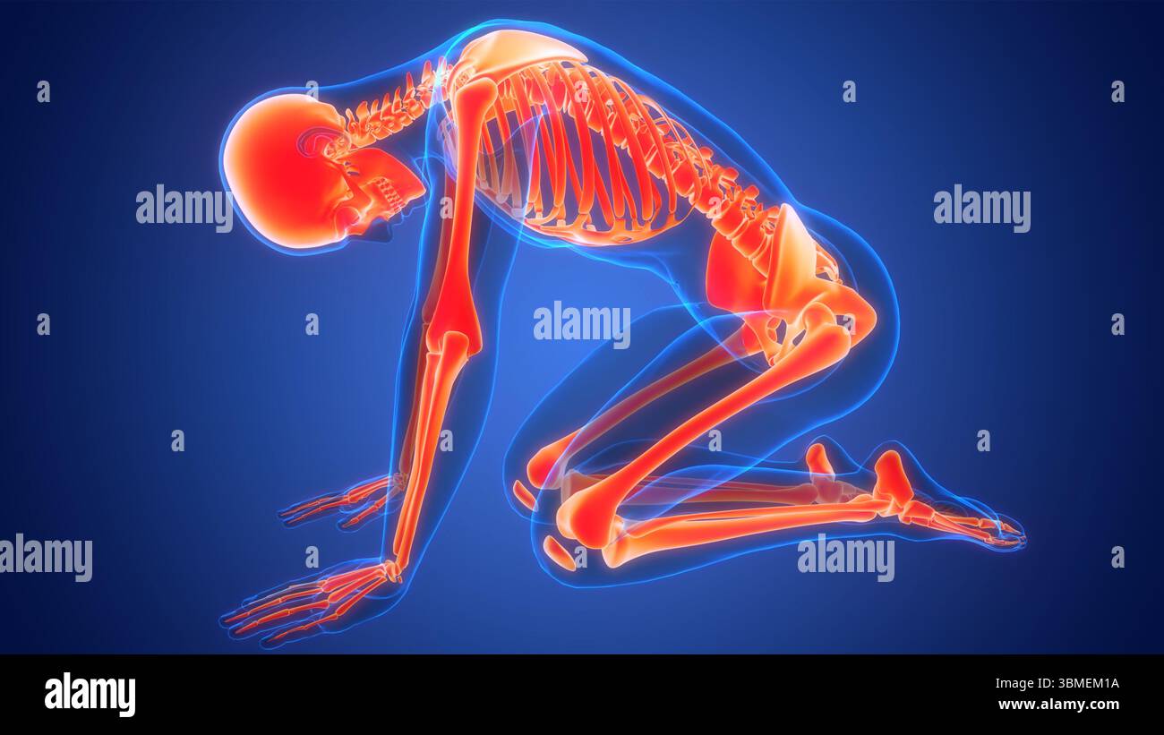 Human Skeleton System Bone Joints Anatomy Stock Photo - Alamy