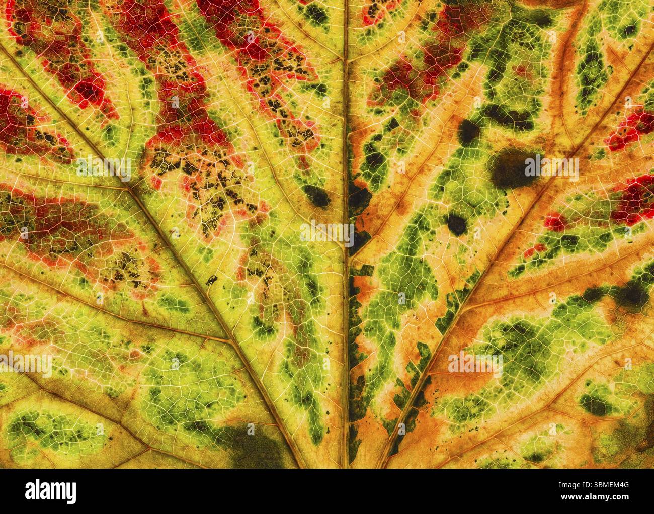 Detail of a leaf of a three-pointed maidenhair (Parthenocissus ...