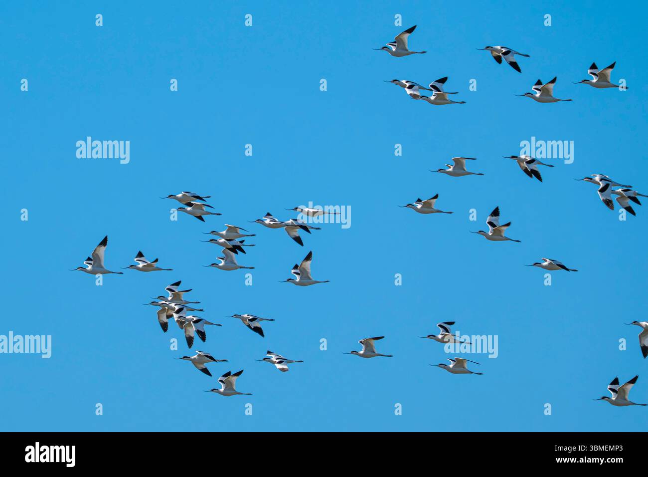 France, Somme , Baie de Somme, Noyelles-sur-mer, Renclôture Elluin ...