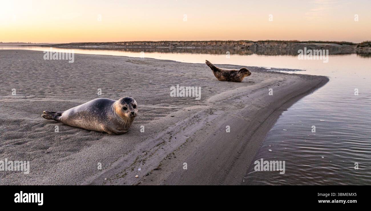 France, Somme , Somme Bay, Le Hourdel, harbour seal (Phoca vitulina) on ...