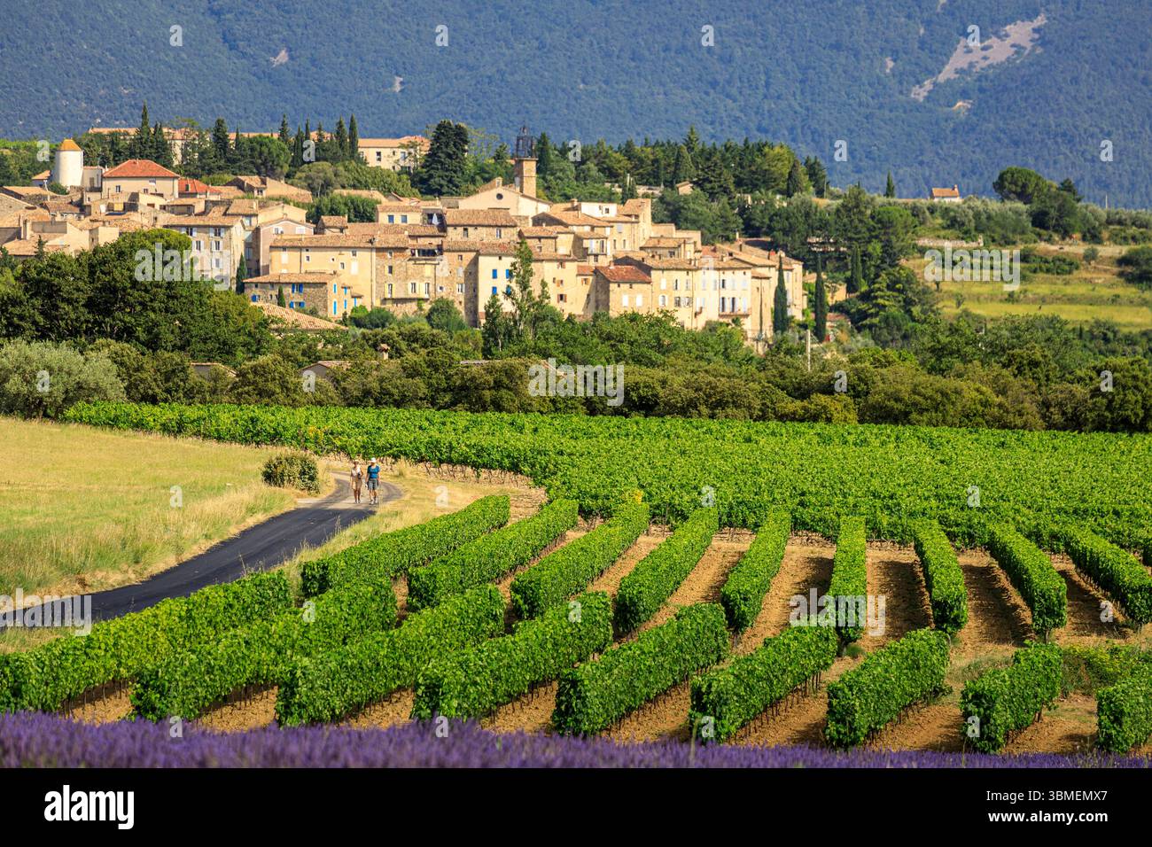 France, Drôme, Venterol, vineyard AOC Côtes-du-Rhône at the foot of the ...