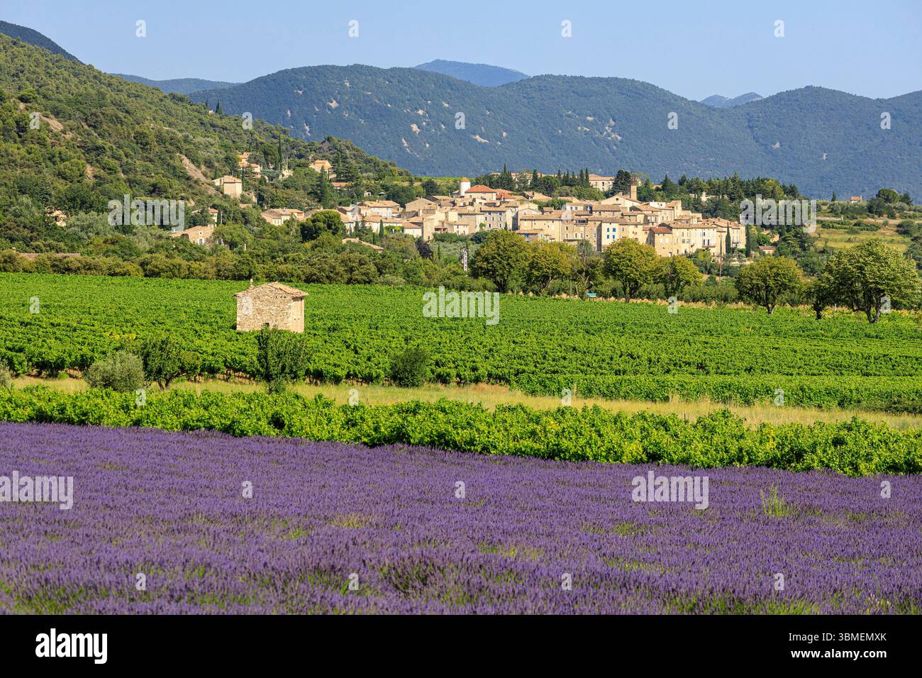 France, Drôme, Venterol, lavender field and vineyard AOC Côtes-du-Rhône ...