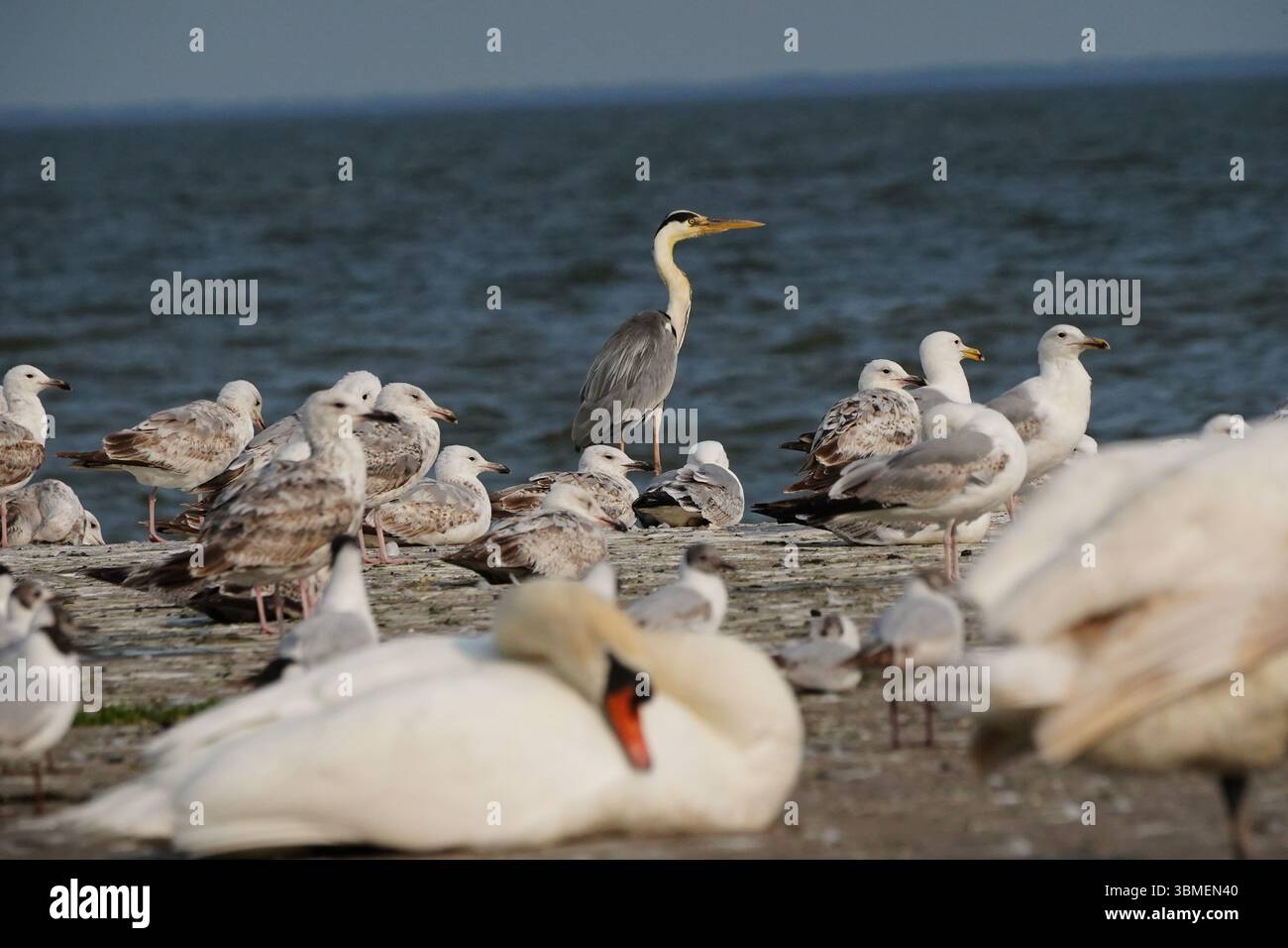 Various species of birds in protected area of Nida in Lithuania Stock ...