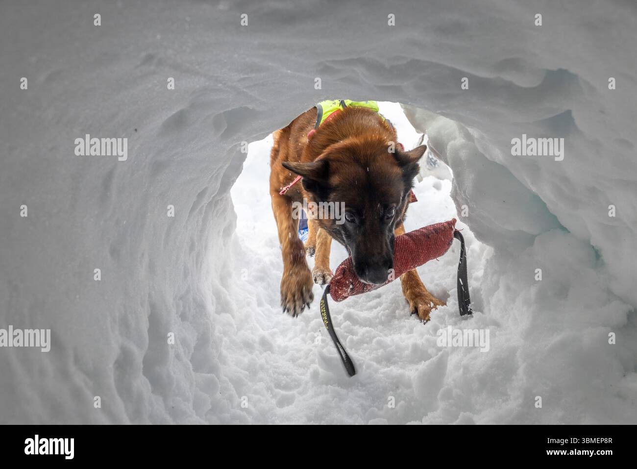 France, Haute Savoie, Chamonix Mont-Blanc, Le Brévent, Avalanche dog ...