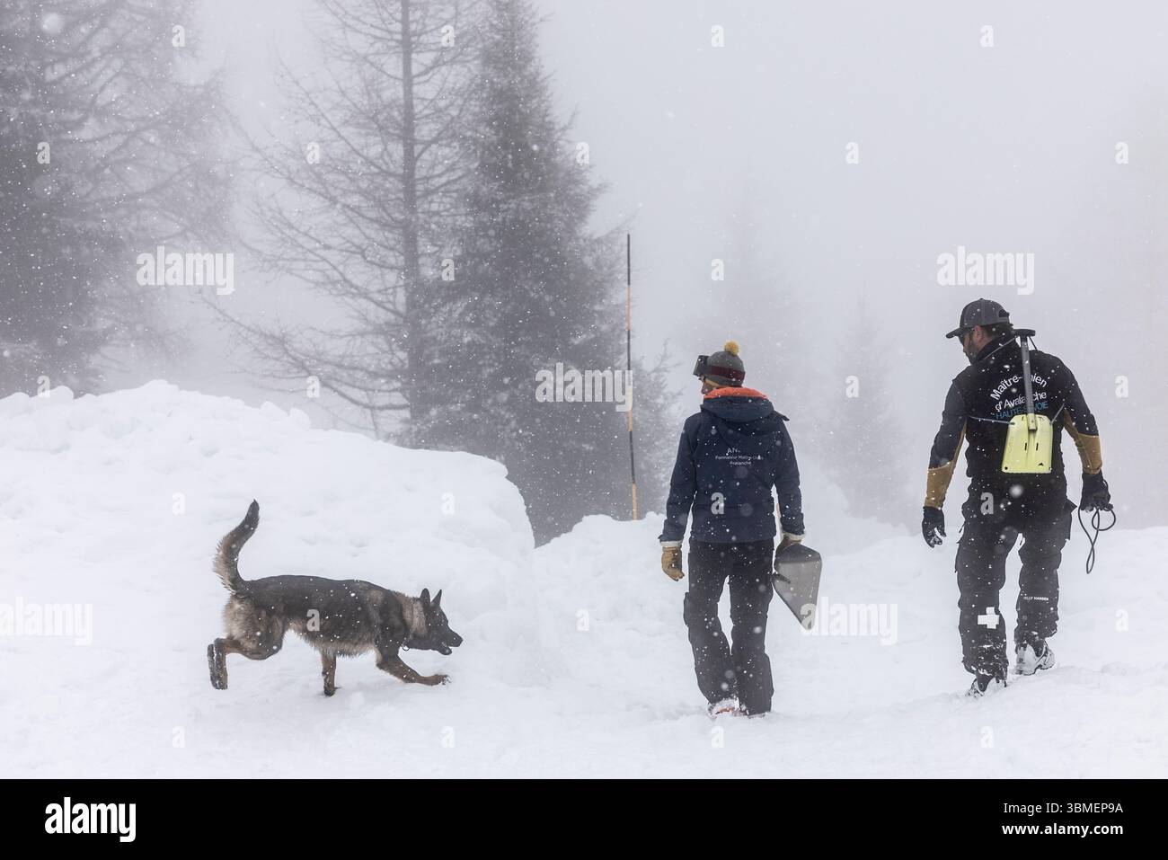 France, Haute Savoie, Chamonix Mont-Blanc, Brévent, training an ...