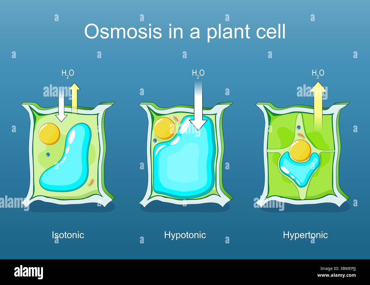 Effects of osmosis on a plant cell. Turgor pressure. Flaccid ...