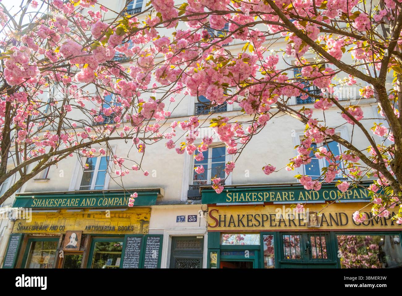 France, Paris, Saint Michel district, rue de la Bûcherie, cherry trees ...