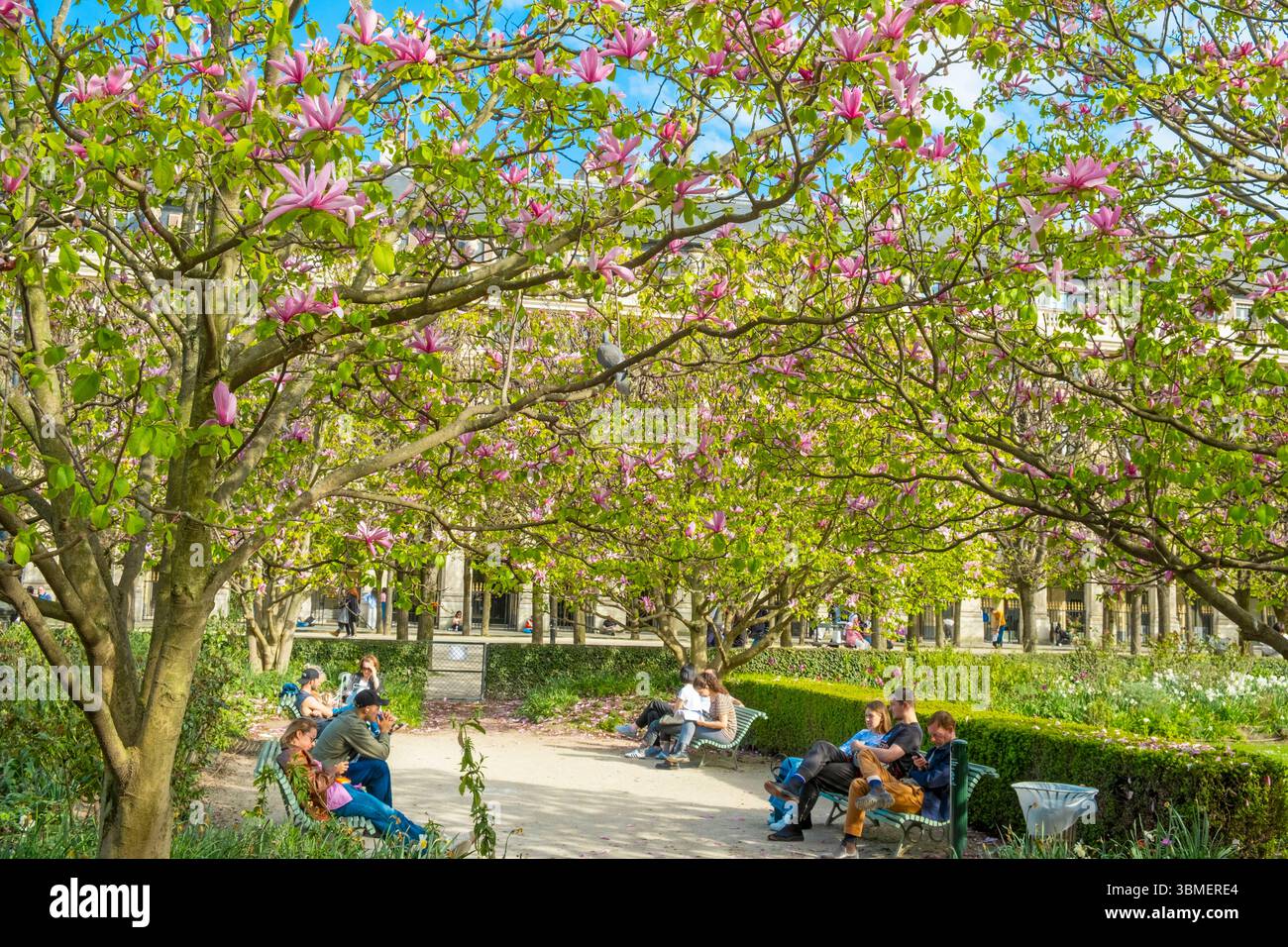 France, Paris, the Palais Royal garden, magnolia in bloom Stock Photo ...