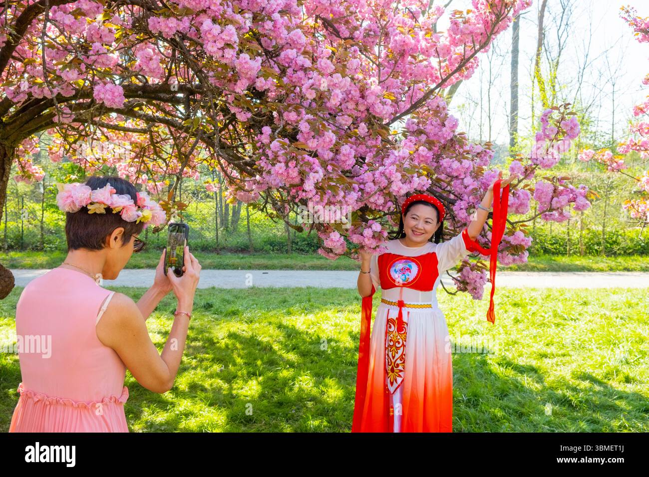 France, Hauts de Seine, Sceaux, Sceaux Park, Hanami, Bosquet Nord ...