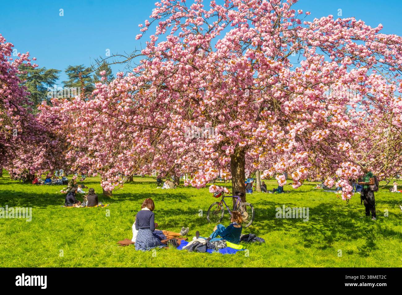 France, Hauts de Seine, Sceaux, Sceaux Park, Hanami, Bosquet Nord ...