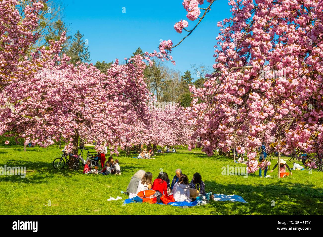 France, Hauts de Seine, Sceaux, Sceaux Park, Hanami, Bosquet Nord ...