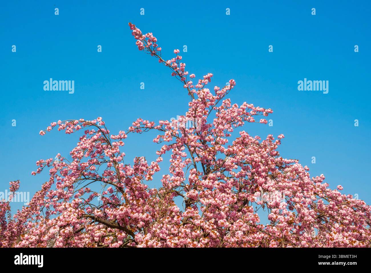 France, Hauts de Seine, Sceaux, Sceaux Park, Hanami, Bosquet Nord ...