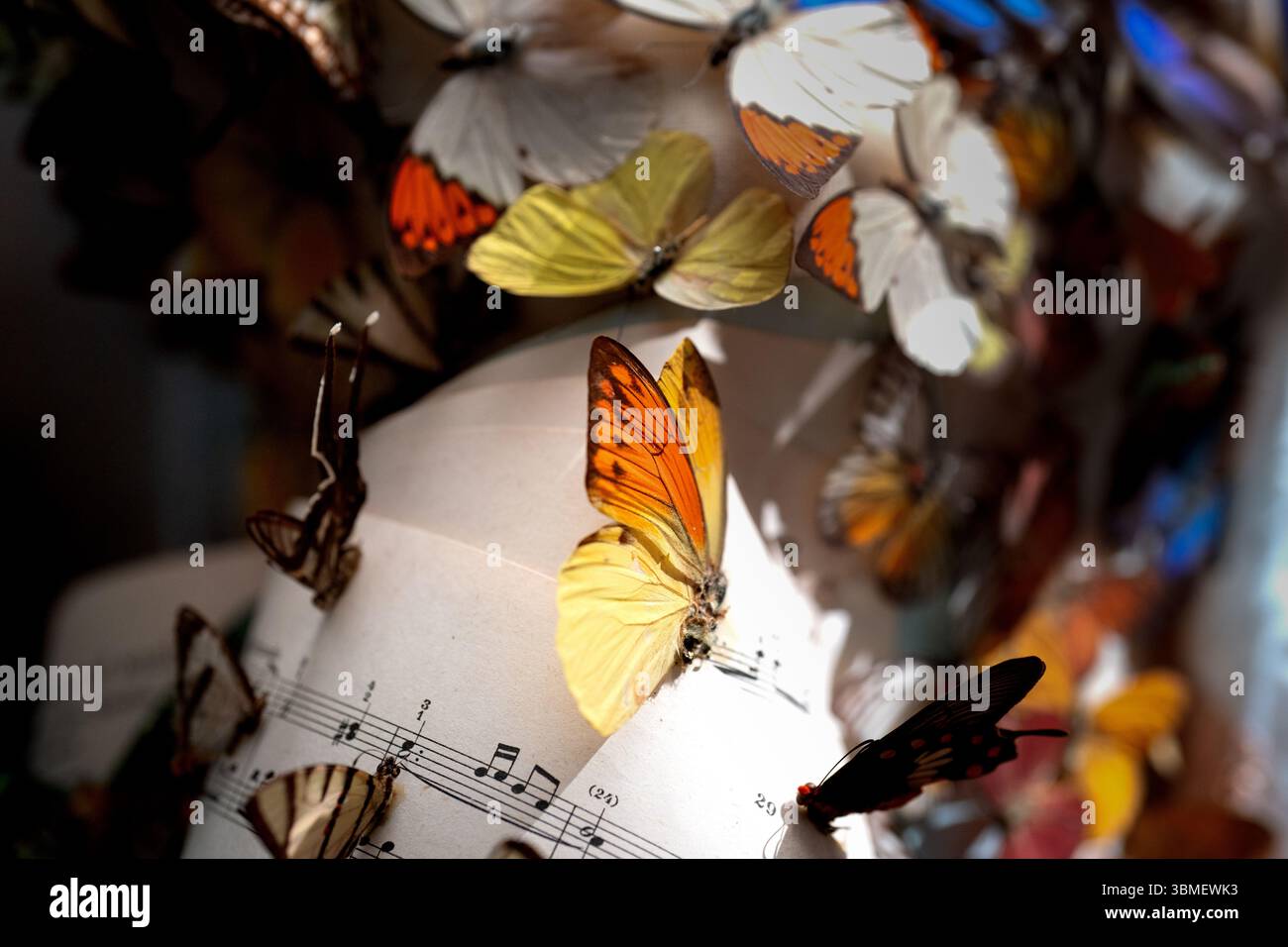 Vintage sheet music pages with butterflies, capturing a nostalgic blend ...