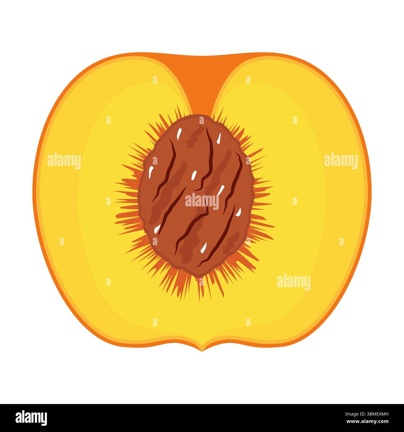 Peach Cross Section with Pit Illustration. Colorful vector illustration ...