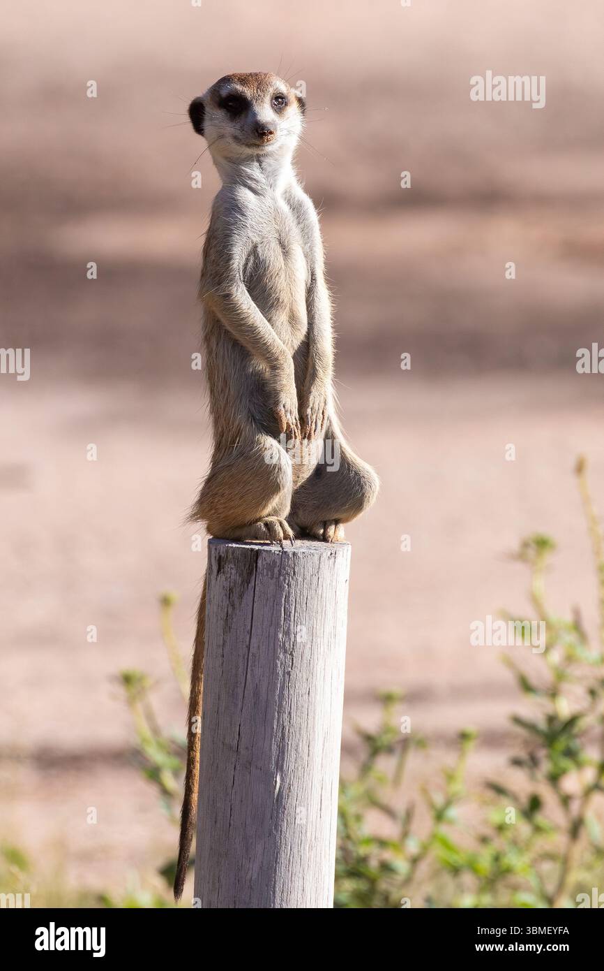 Meerkat (Suricata suricatta) sentry sitting on a pole watching for ...