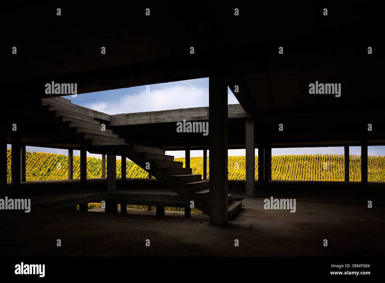 An unfinished structure stands amidst vibrant sunflower fields, casting ...