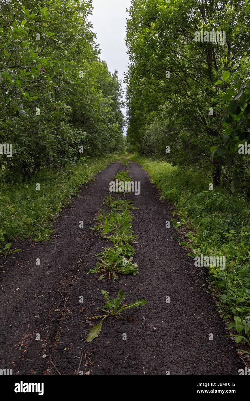 Vertical pathway surrounded green hi-res stock photography and images ...