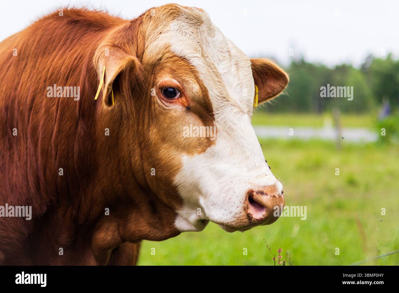 Side Gaze of the Bull Stock Photo - Alamy