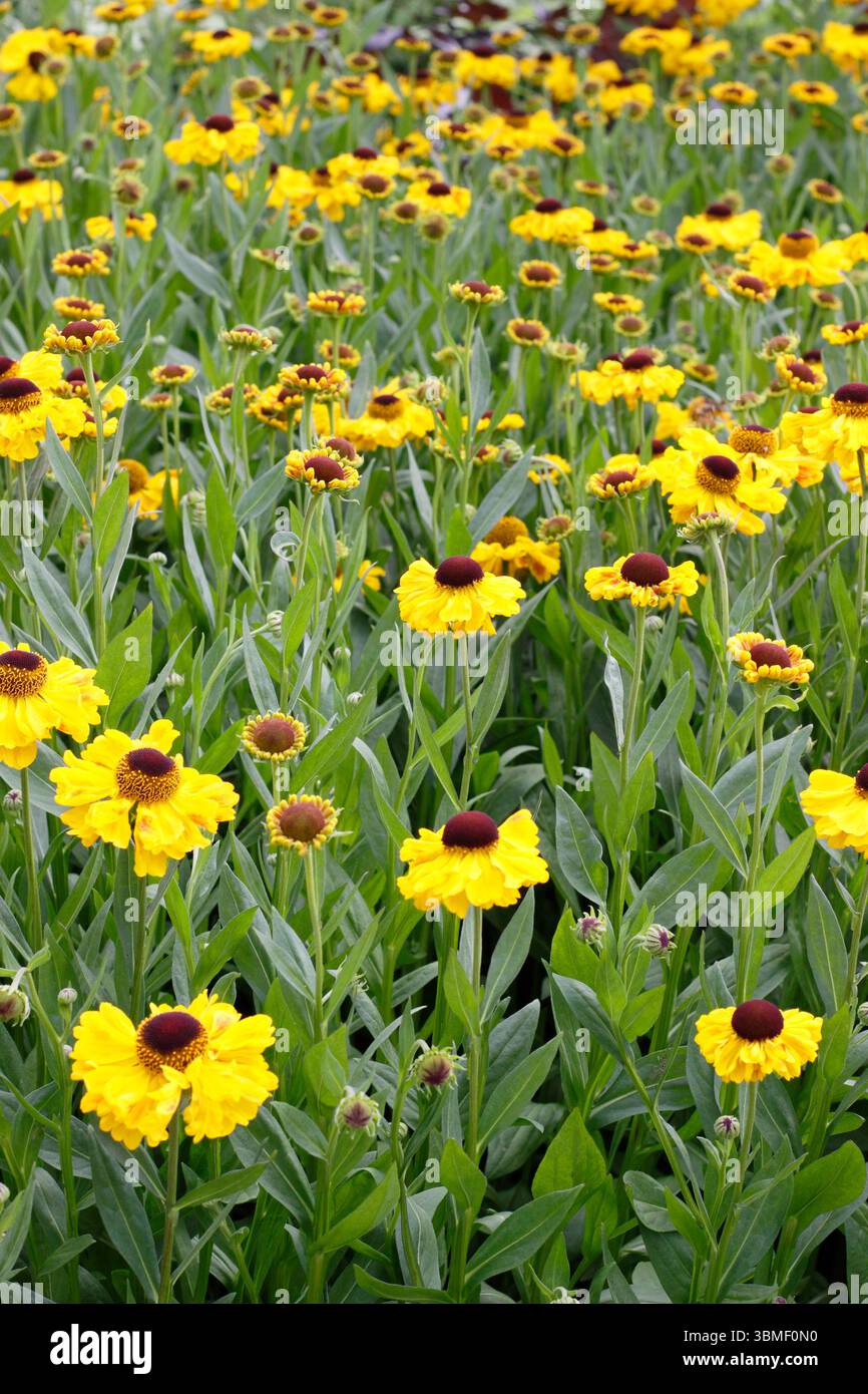 Helenium 'El Dorado'. Bright yellow flowers of sneezeweed El Dorado in ...