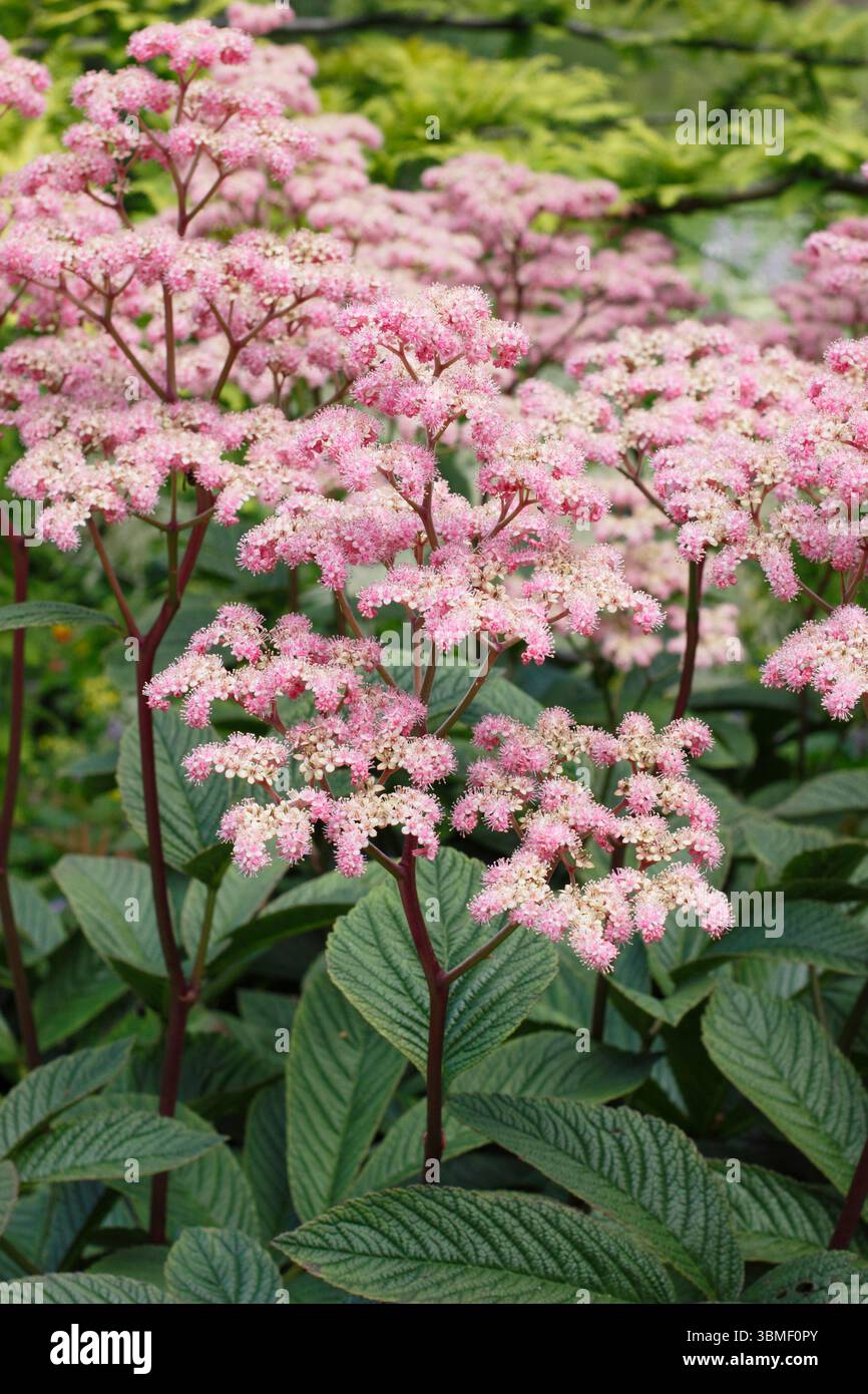 Rodgersia pinnata 'Chocolate Wing'. Rodgersia Chocolate Wing displaying ...