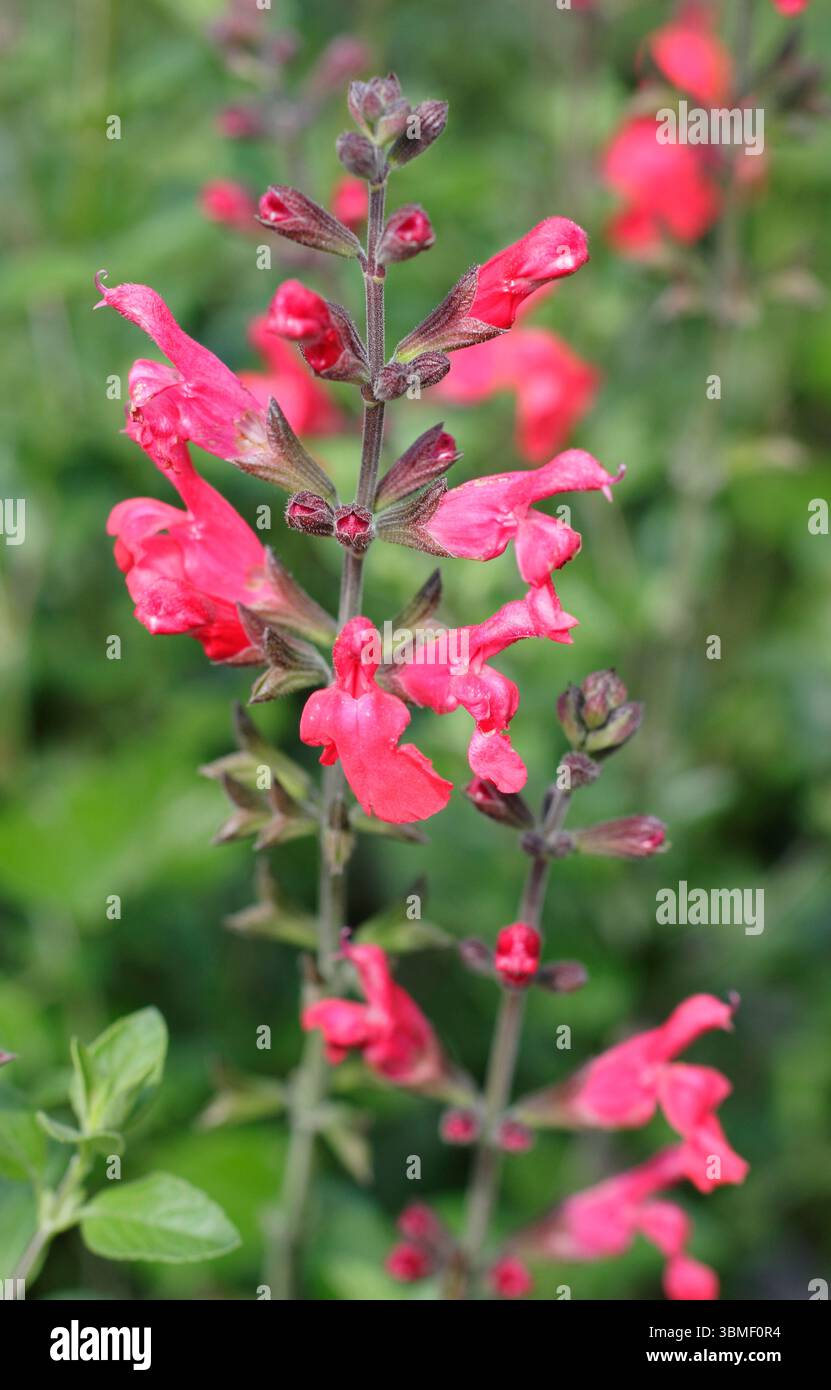 Salvia microphylla 'Suzanne'. Dark red upright flowers of baby sage ...