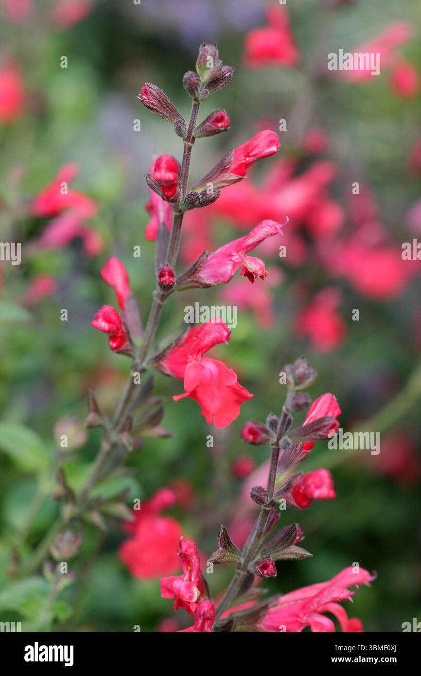 Salvia microphylla 'Suzanne'. Dark red upright flowers of baby sage ...