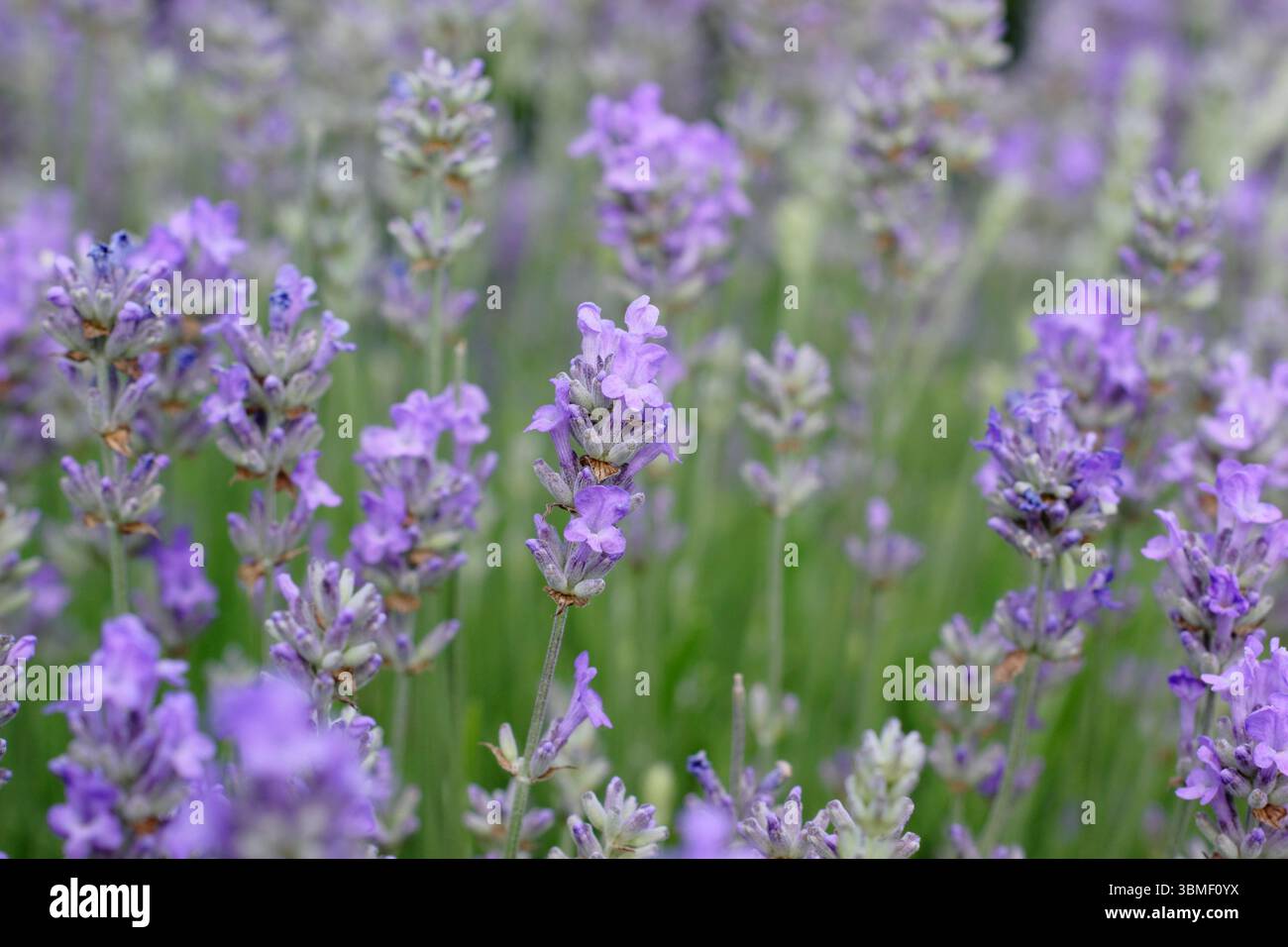 English lavender. Lavendua.Lavendula angustifolia Twickel Purple, very ...