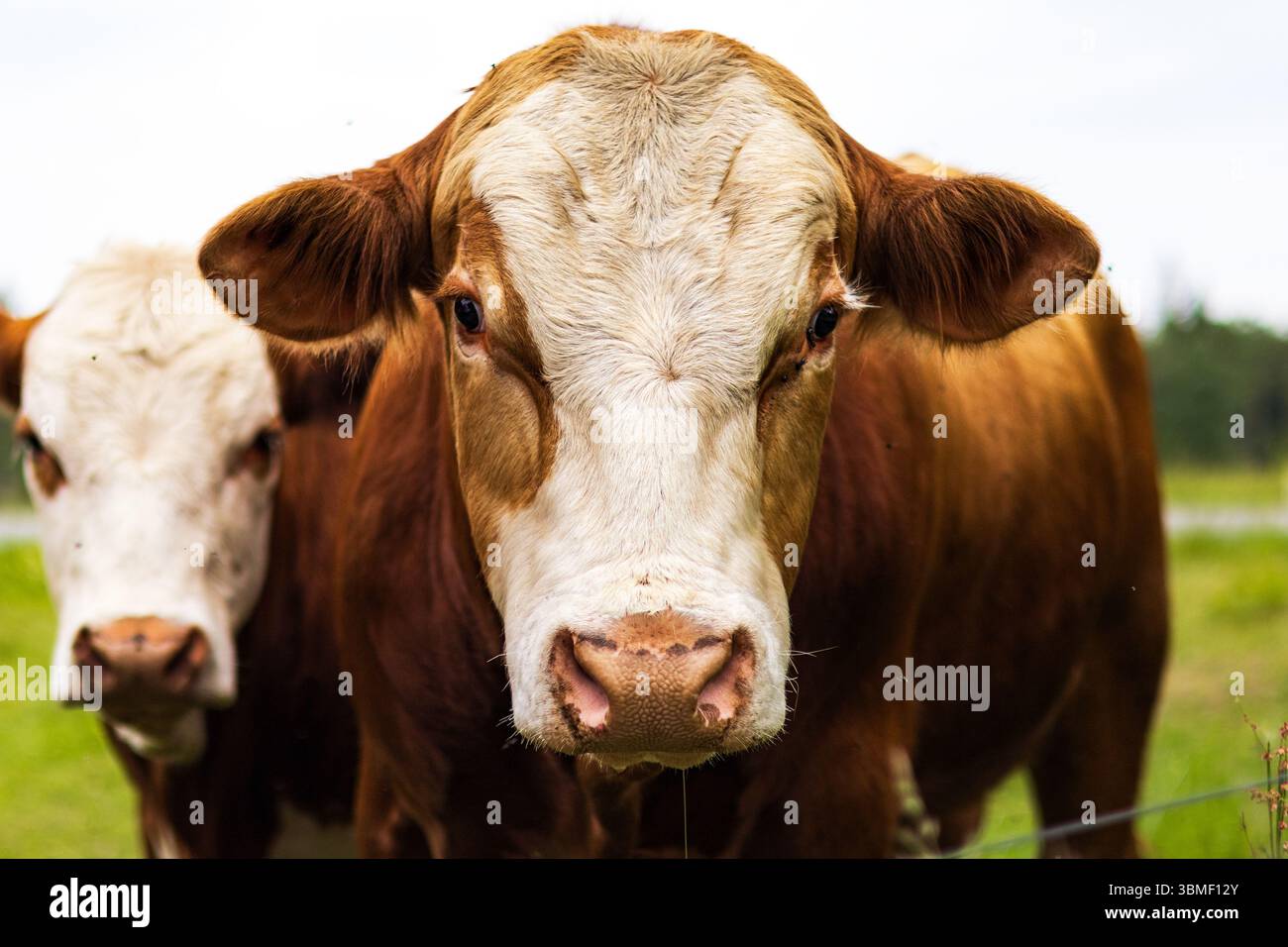 The Staring Bull Stock Photo - Alamy
