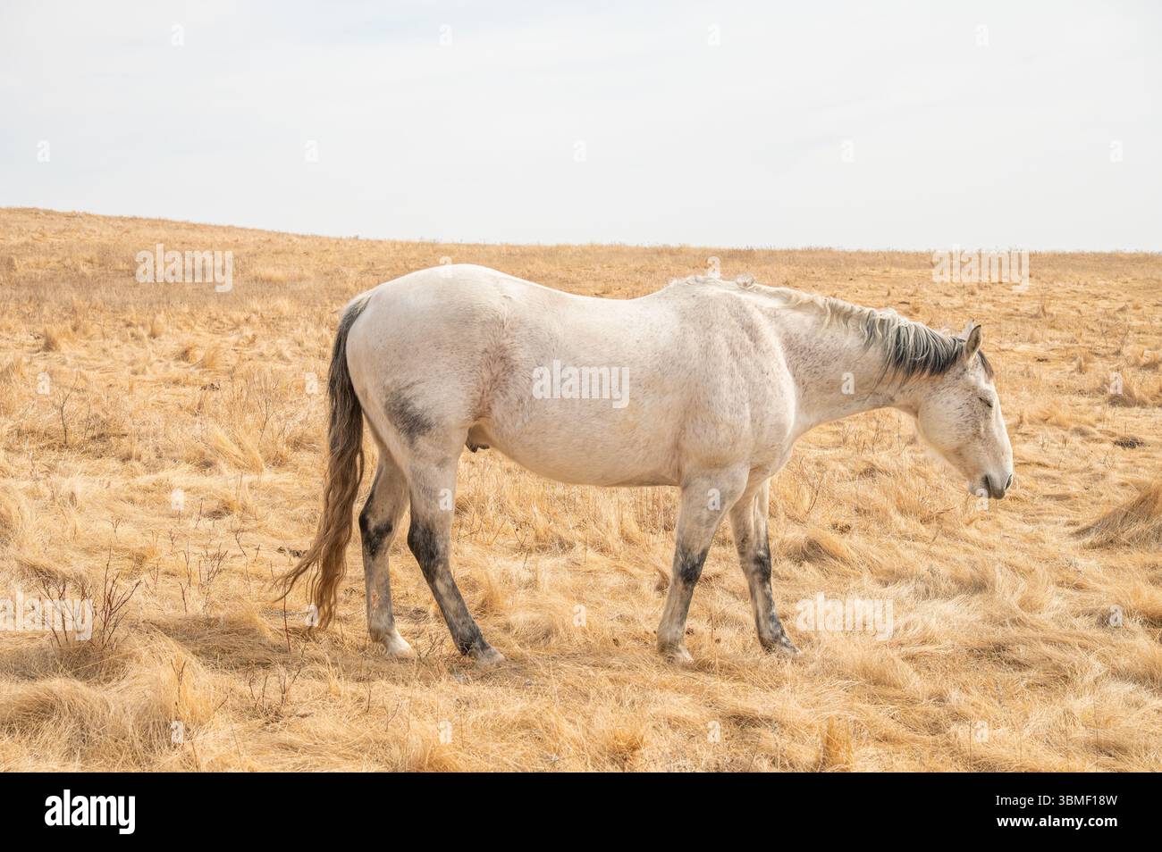 Open prairie grassland dry hi-res stock photography and images - Alamy