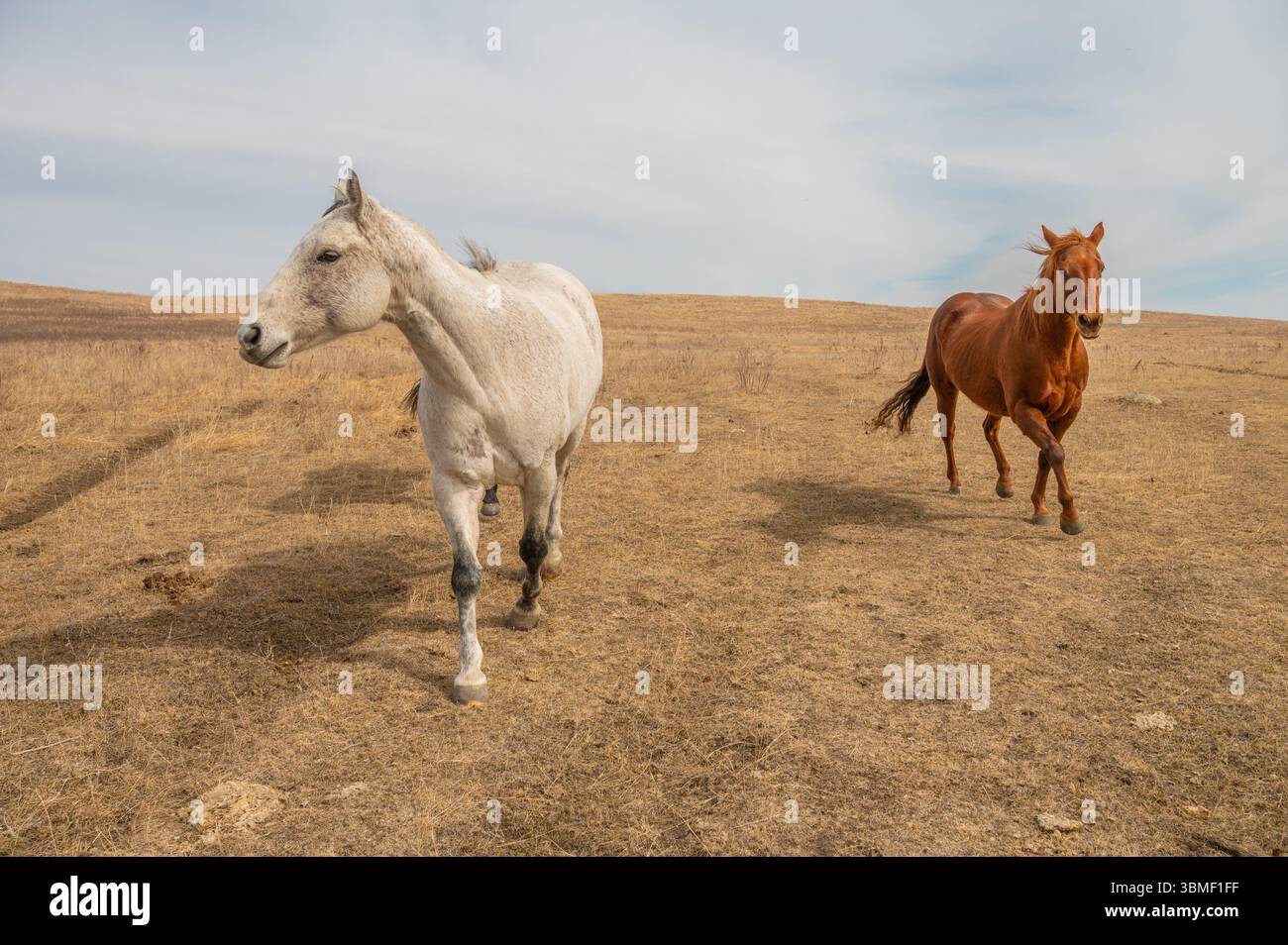 Wild horse running plains hi-res stock photography and images - Alamy