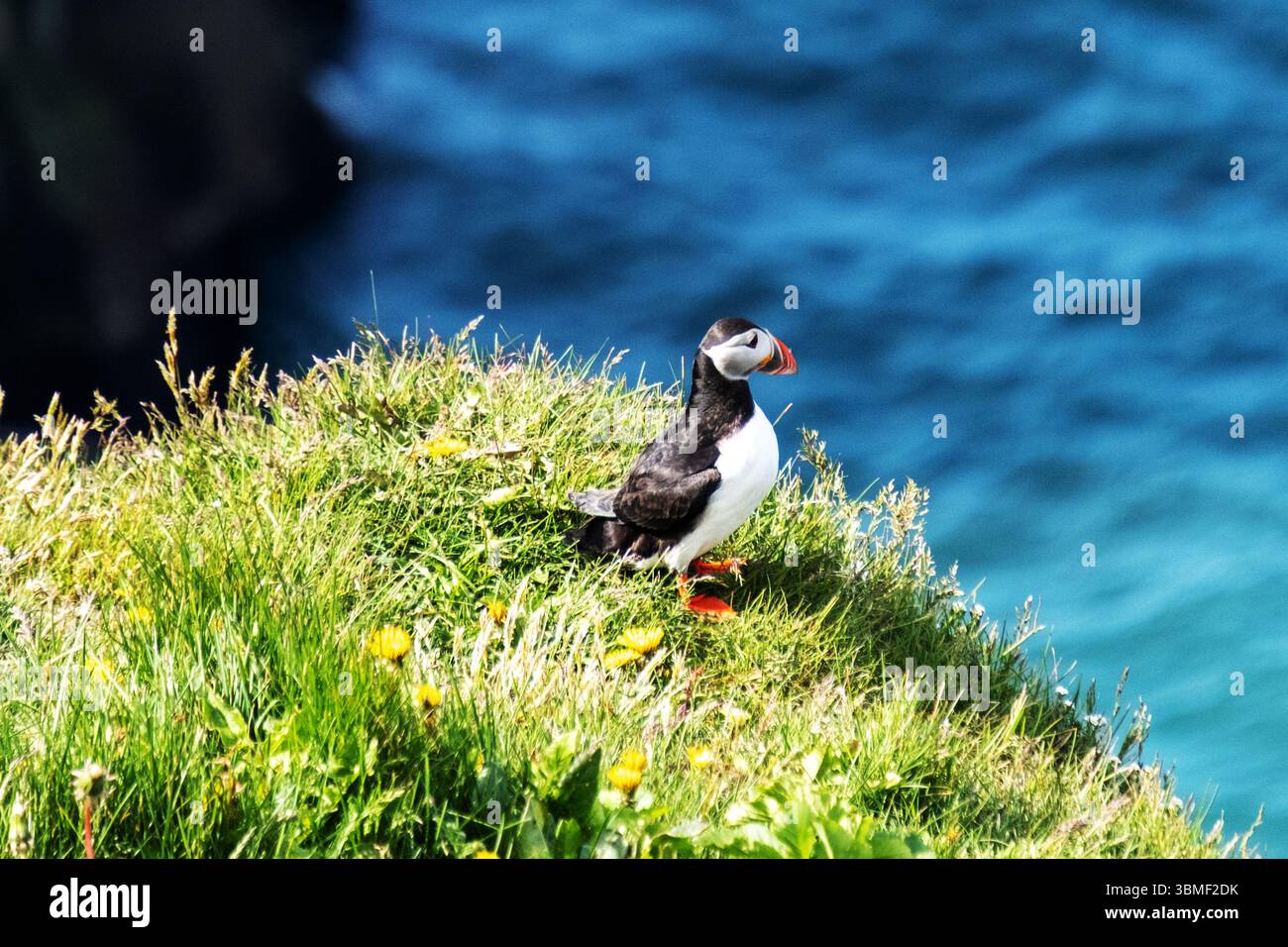A colorful puffin stands on a lush green cliff, surrounded by ...