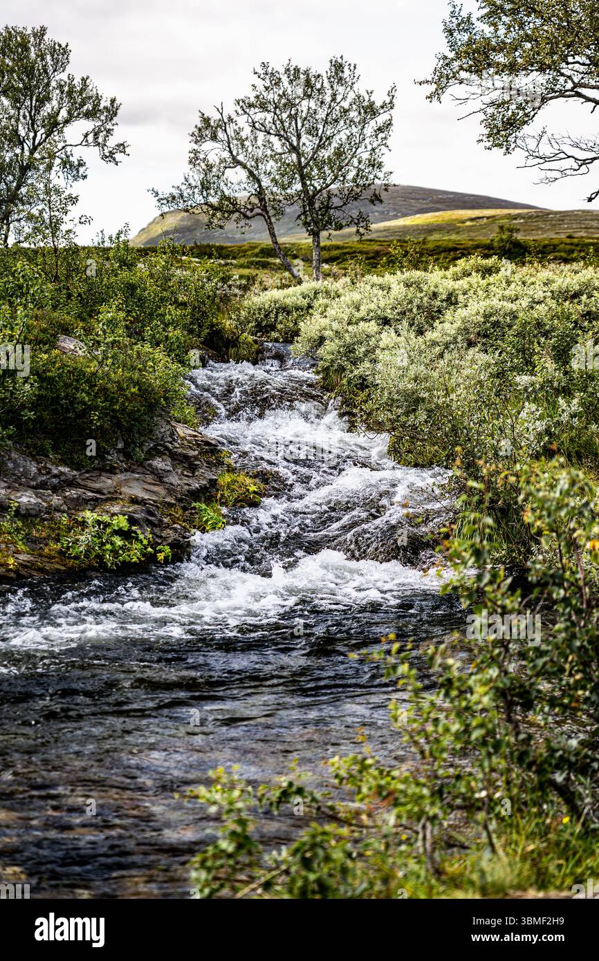 Stream amidst rocks trees hi-res stock photography and images - Alamy