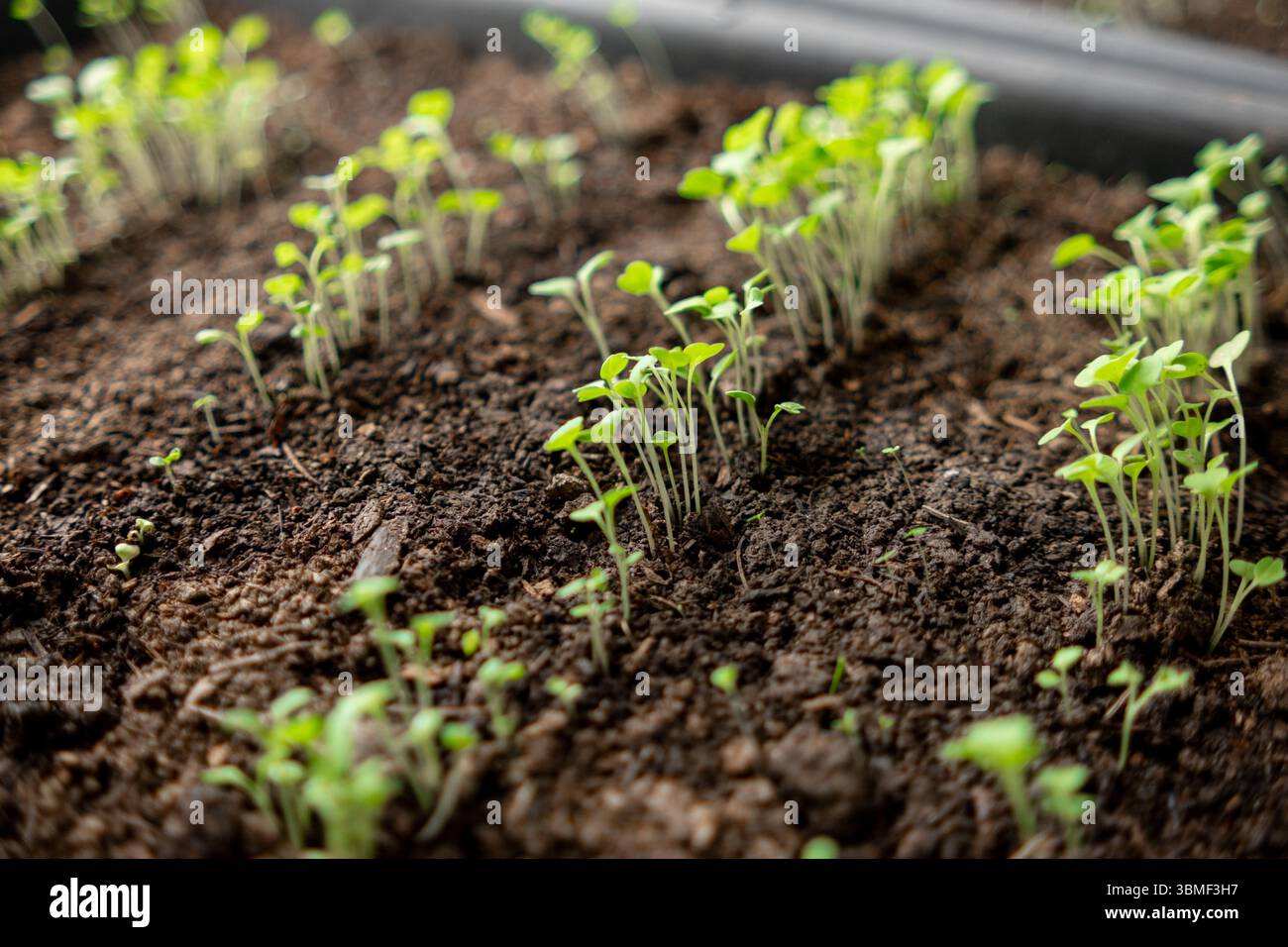 Young Seedlings Emerging From Soil in a Garden Nursery During Spring ...