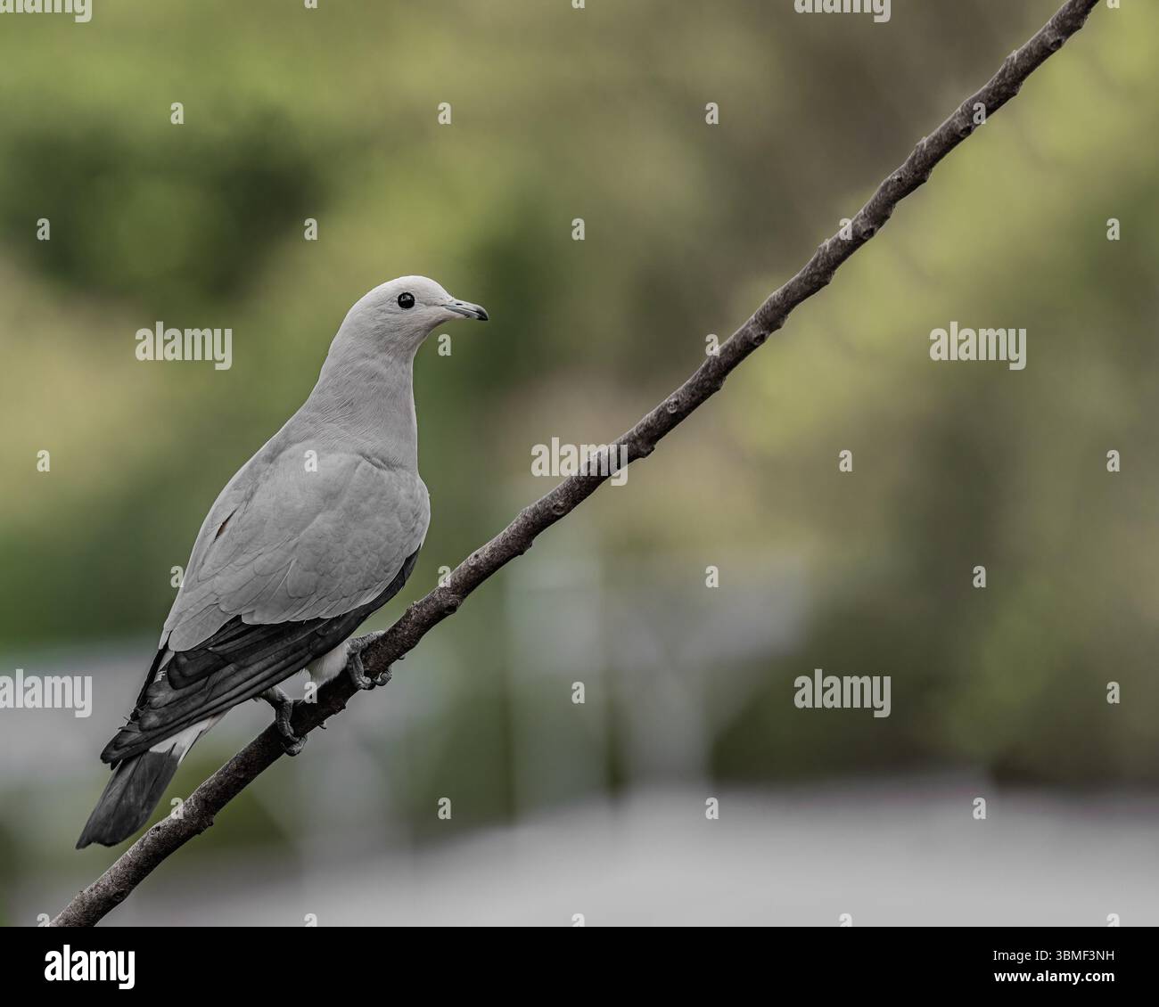 A Pied Imperial Pigeon resting on a tree Stock Photo - Alamy