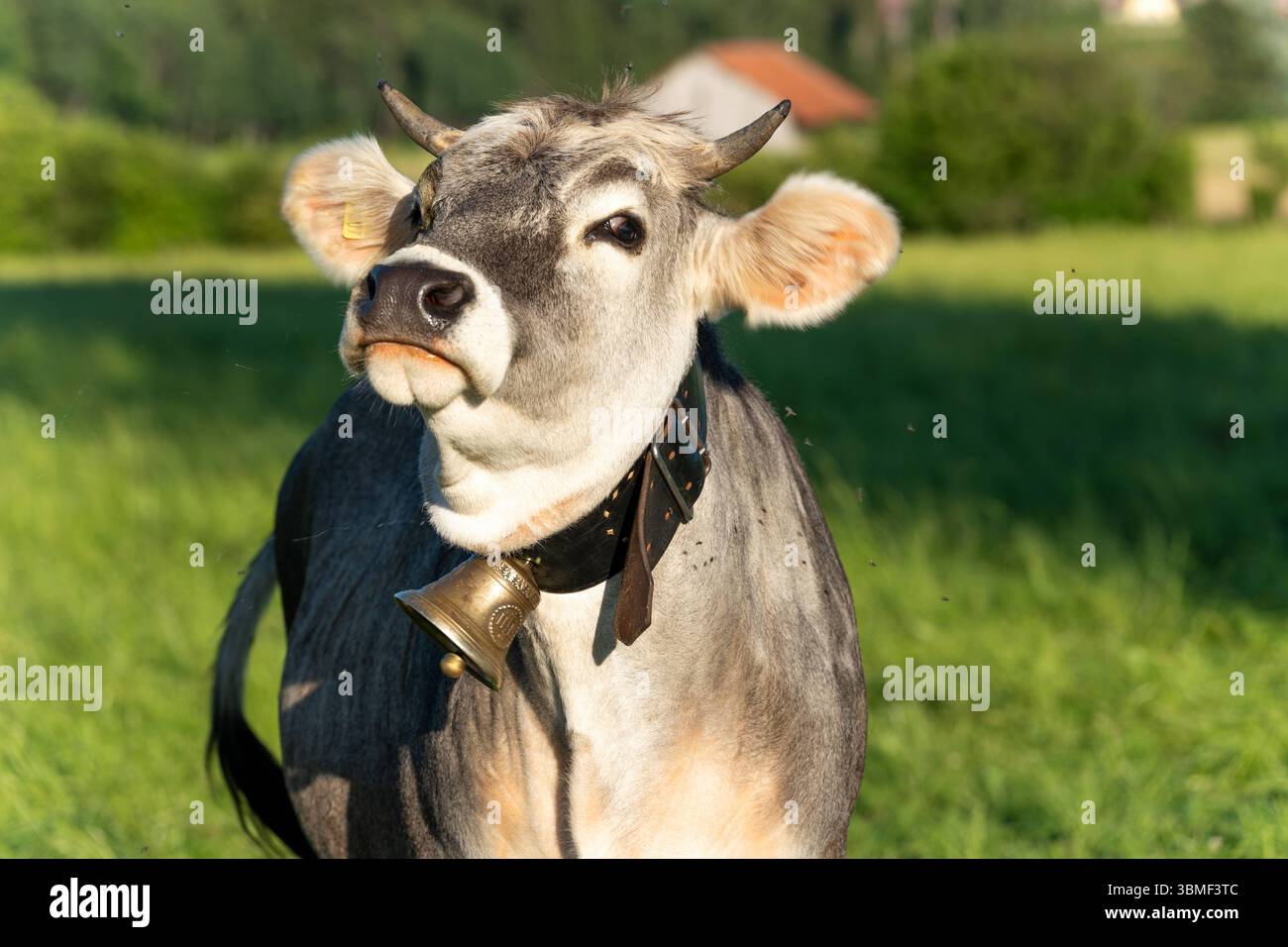 Kuh steht auf wiese hi-res stock photography and images - Alamy