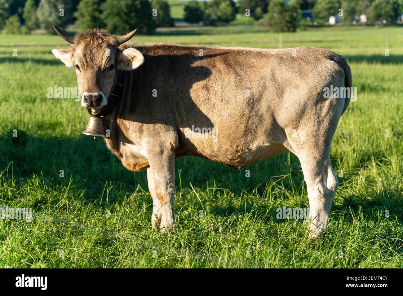 Kammlach, Bavaria, Germany - June 24, 2025: A Brown Swiss cow with a ...