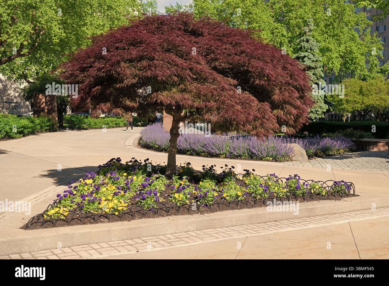 Maple tree at flowerbed in city park. Park nature and design. Landscape ...