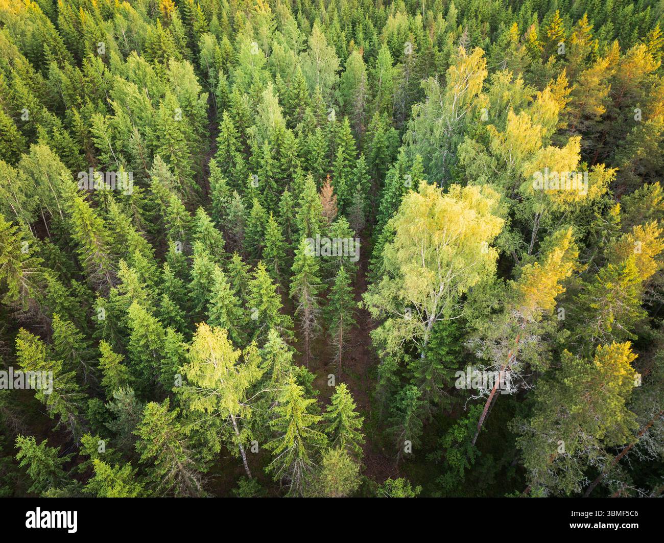Texture of treetops in an Estonian forest. Drone view of a mixed ...