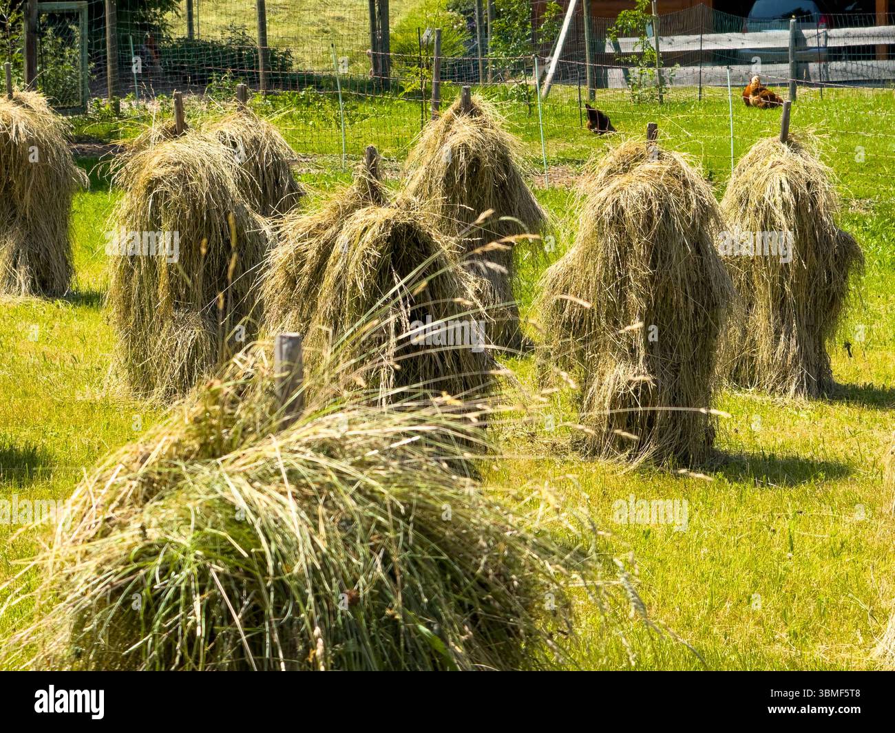 Scenic rural landscape with freshly harvested hay bales at June 18 ...