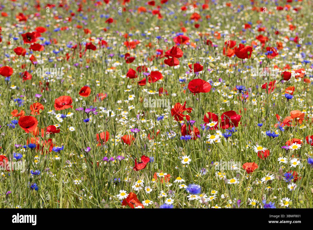 Beautiful wildflower field filled with poppies, daisies, purple ...