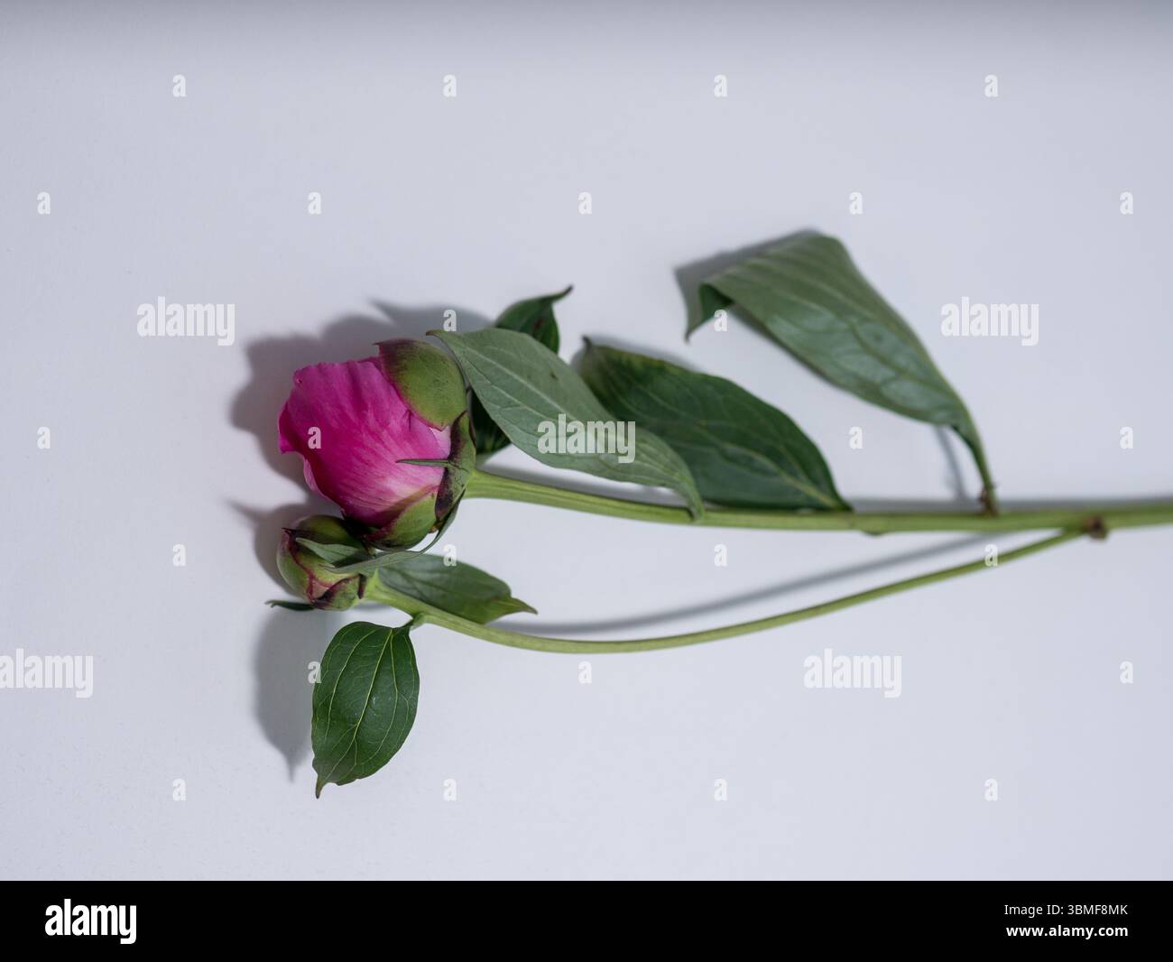 Single Pink Peony Bud on White Background Stock Photo - Alamy
