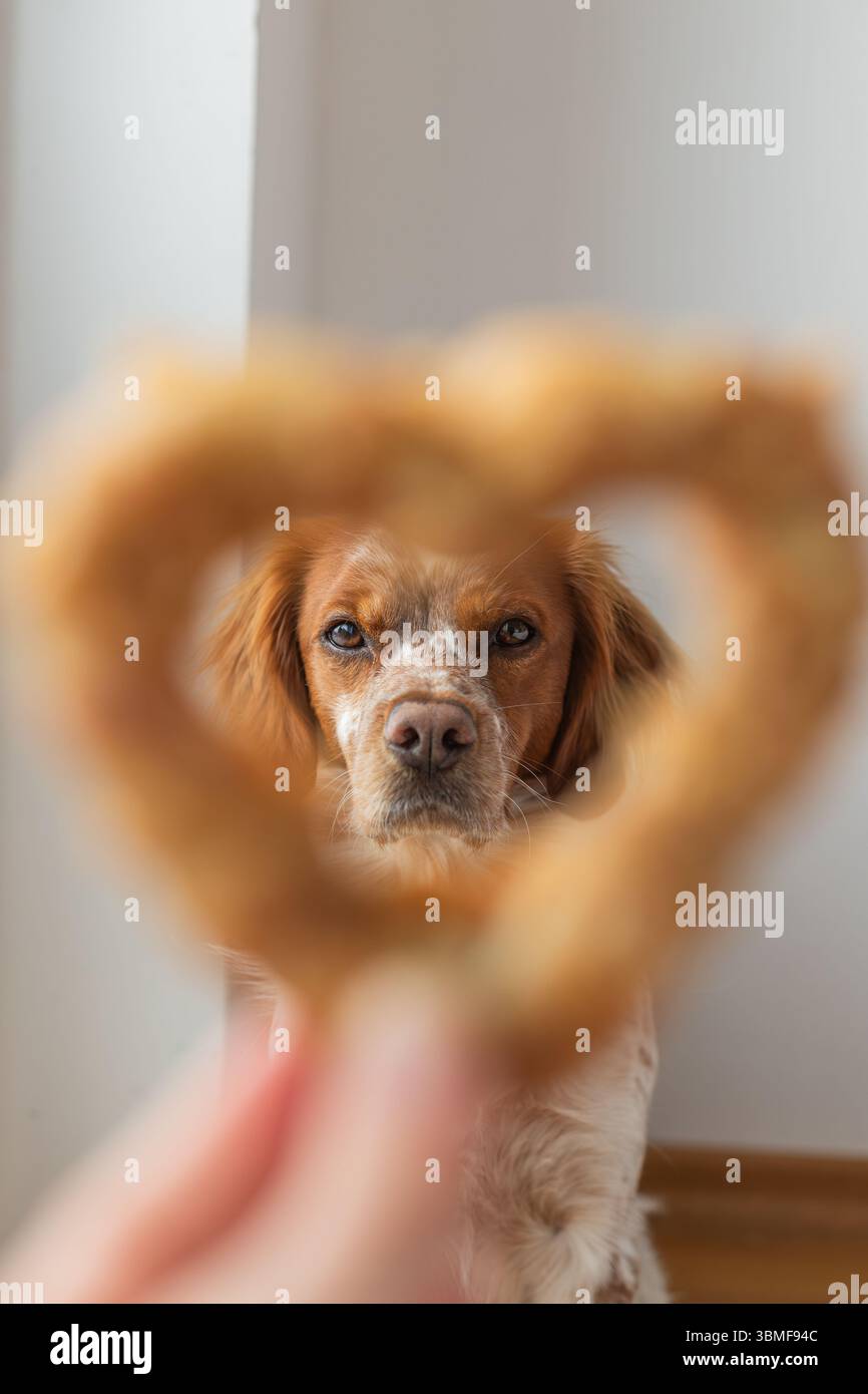 Dog framed by heart-shaped treat in soft focus, full face visible ...