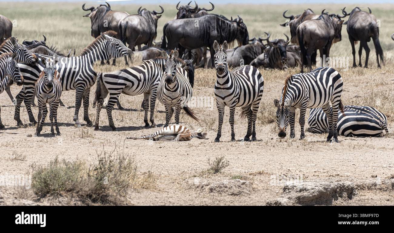 Great migration, zebras and antelopes in tanzania, serengeti Stock ...