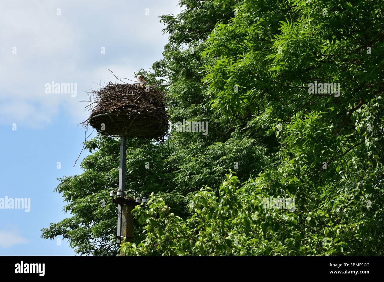 Stork built a nest on an electric pole hi-res stock photography and ...