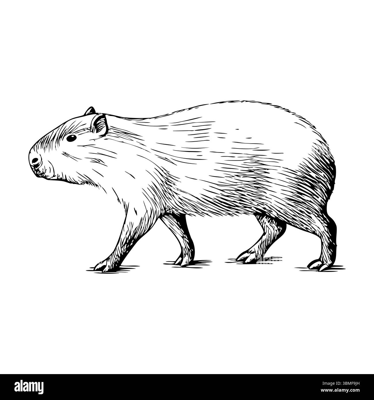 Cute capybara animal rodent Black and White Stock Photos & Images - Alamy