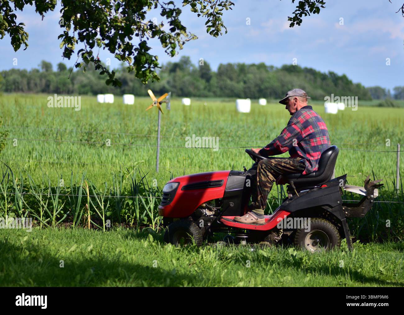 Elderly man mowing green lawn with a red riding lawn mower in casual ...