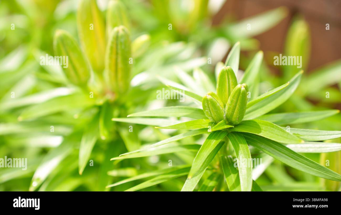 Vibrant green leaves of a lily plant bask in morning sun rays, creating ...